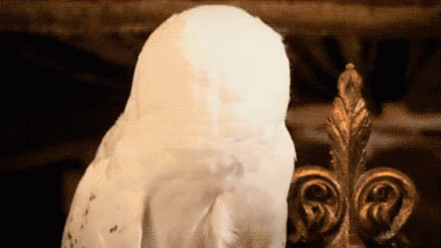 HEDWIG