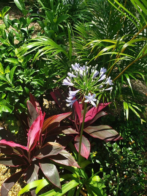 Florida Native Nursery and Landscaping Services - Largo and St ...