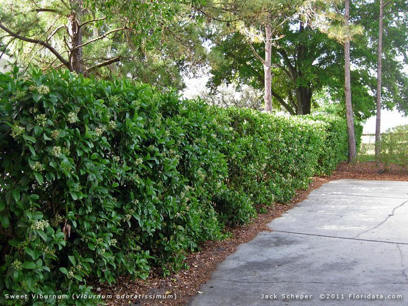 Viburnum Hedge