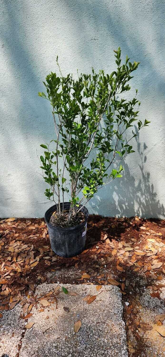 Buy Florida Friendly Plants - Largo and St. Petersburg