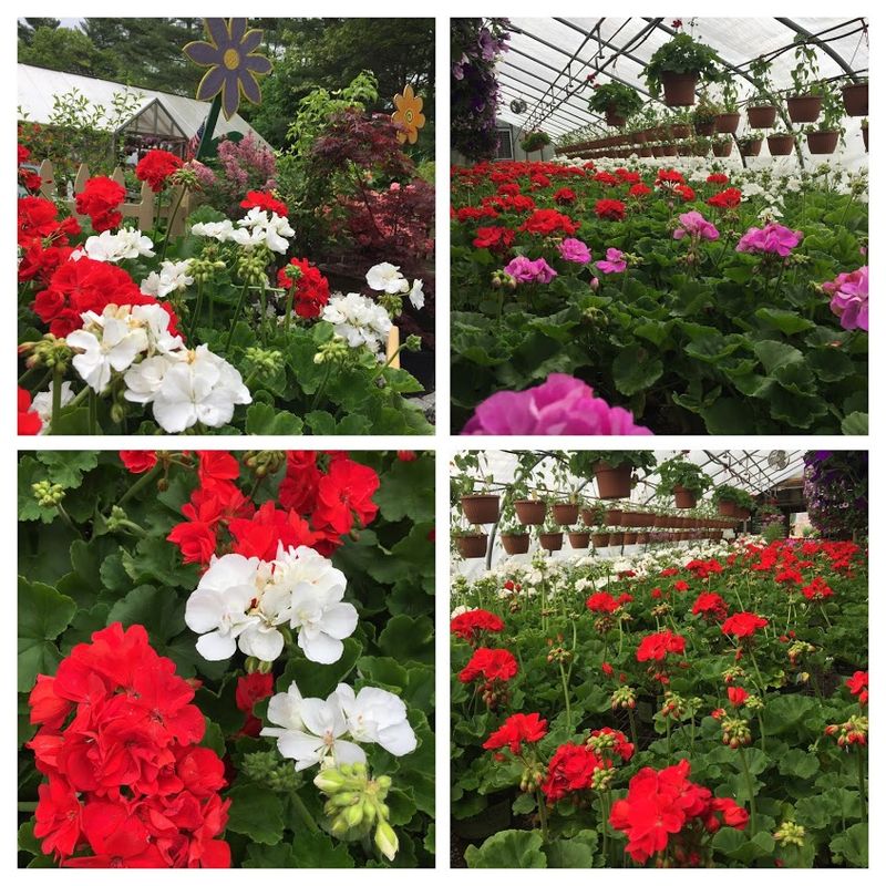 Florida Native Nursery and Landscaping Services - Largo and St ...