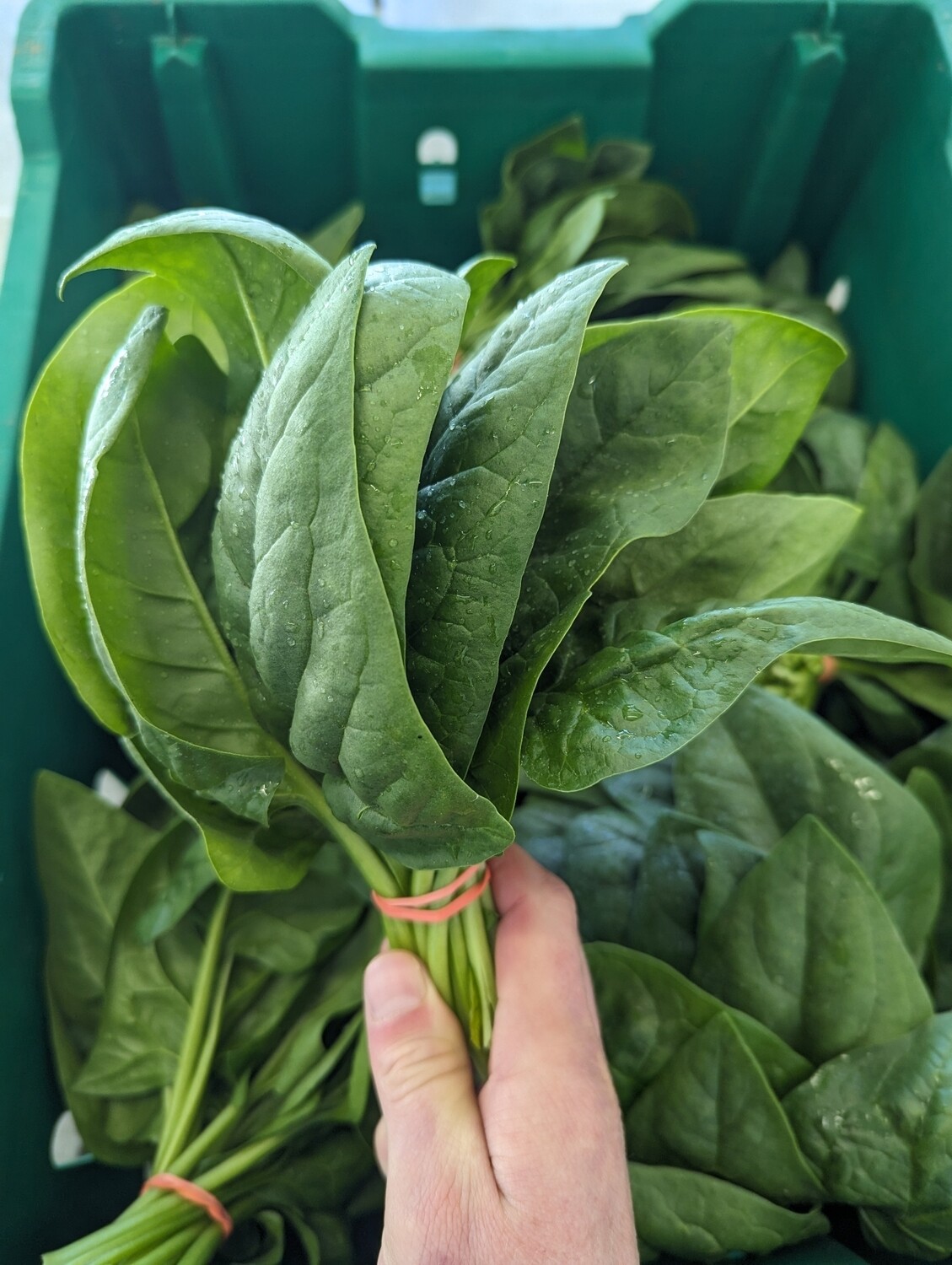 Spinach (bunch)