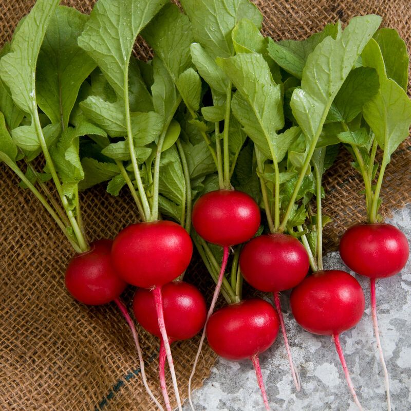 Red Radishes (bunch)