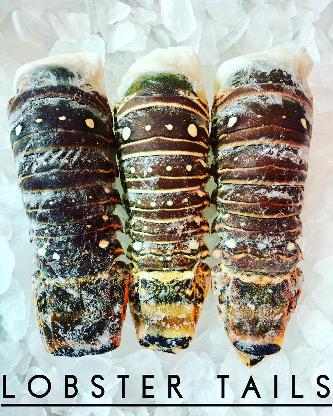 LOBSTER