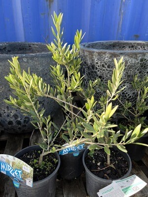 Plants, outdoors