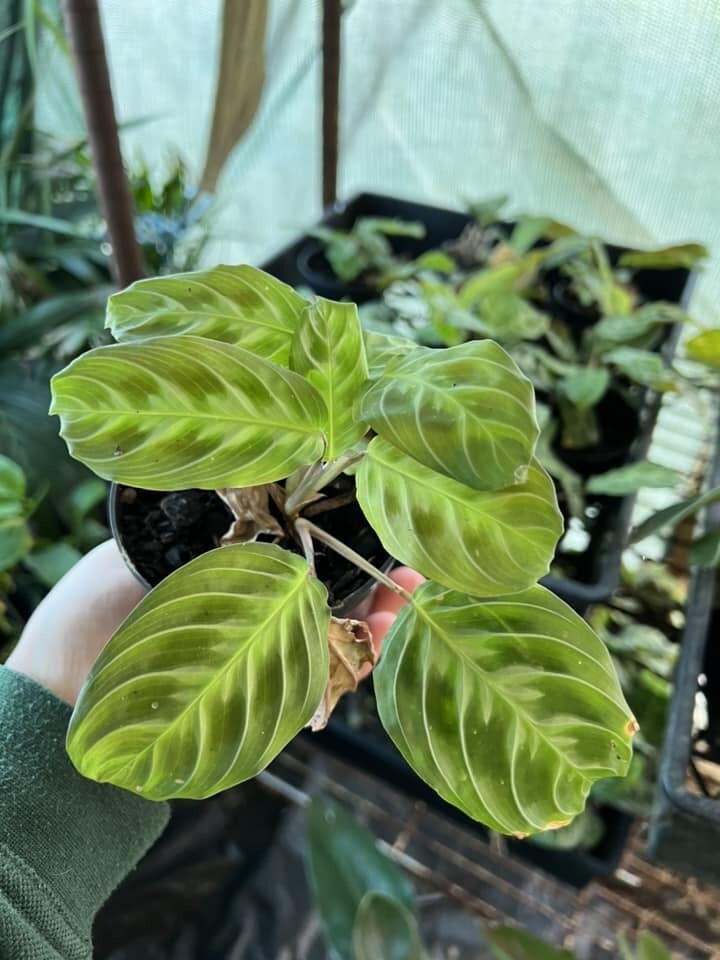 Maranta Black prayer plant