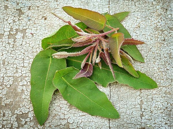 Trees – Store – The Plant Foundry