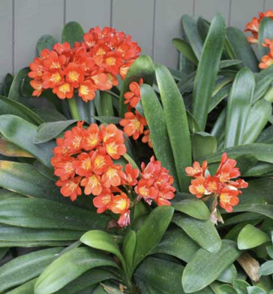 MBN 1Gal Clivia hybrid orange 00579 – Store – The Plant Foundry