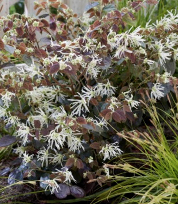 Suncrest 5Gal Loropetalum chinense ‘Ruby Snow’ – Store – The Plant Foundry