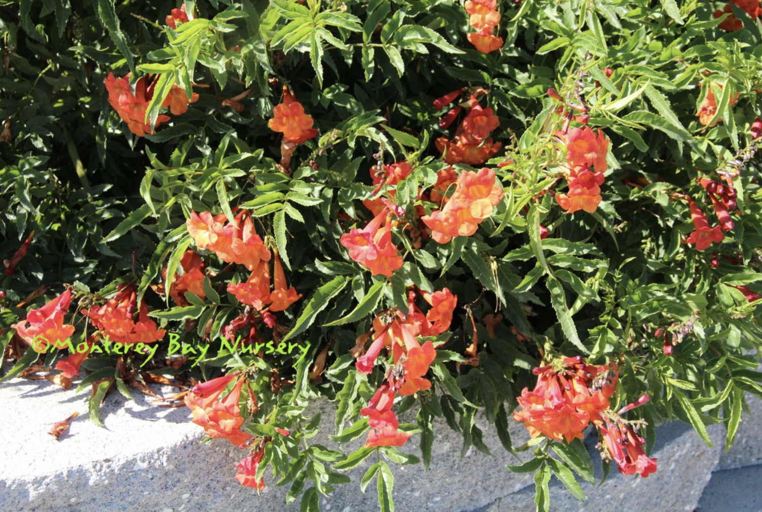 MBN 1Gal Tecoma stans ‘Bells of Fire’ – Store – The Plant Foundry