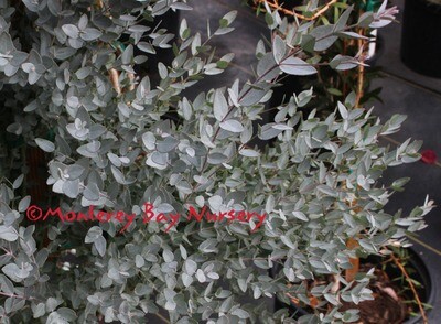 TREES – Store – The Plant Foundry