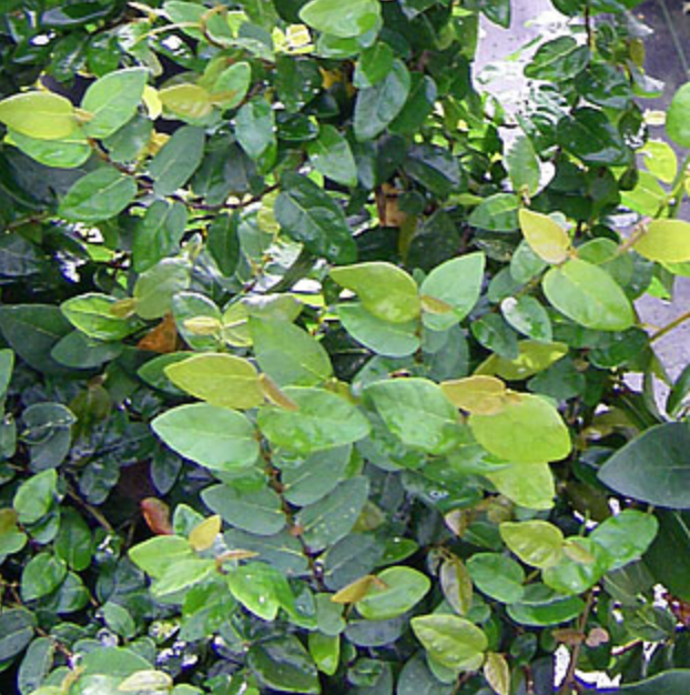 Suncrest 1Gal Ficus pumila (repens) staked – Store – The Plant Foundry