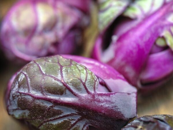 Baker Creek Brussels Sprouts Red Rubine – Store – The Plant Foundry