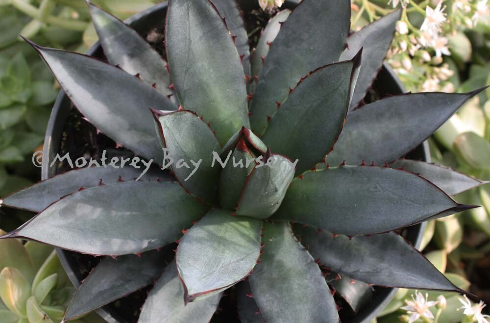 MBN 1Gal Agave ‘Blue Emperor’ 18150 – Store – The Plant Foundry