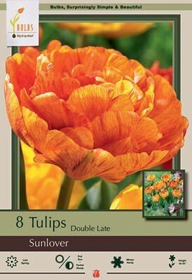 NBC Tulip Sunlover – Store – The Plant Foundry