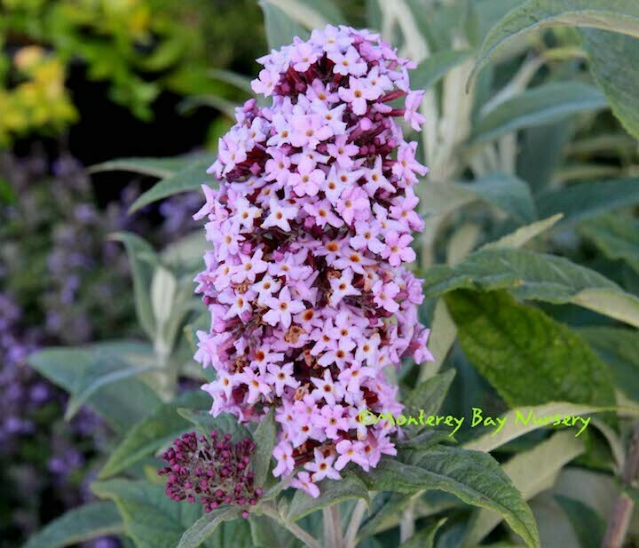 MBN 1Gal Buddleia davidii ‘Harlequin’ – Store – The Plant Foundry