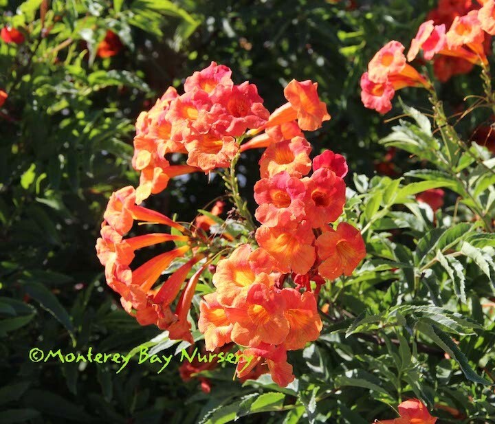 MBN 5Gal Tecoma stans ‘Bells of Fire’ – Store – The Plant Foundry