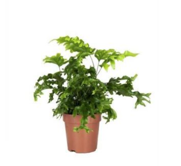 LAT 4″ Fern Nicolas Diamond – Store – The Plant Foundry