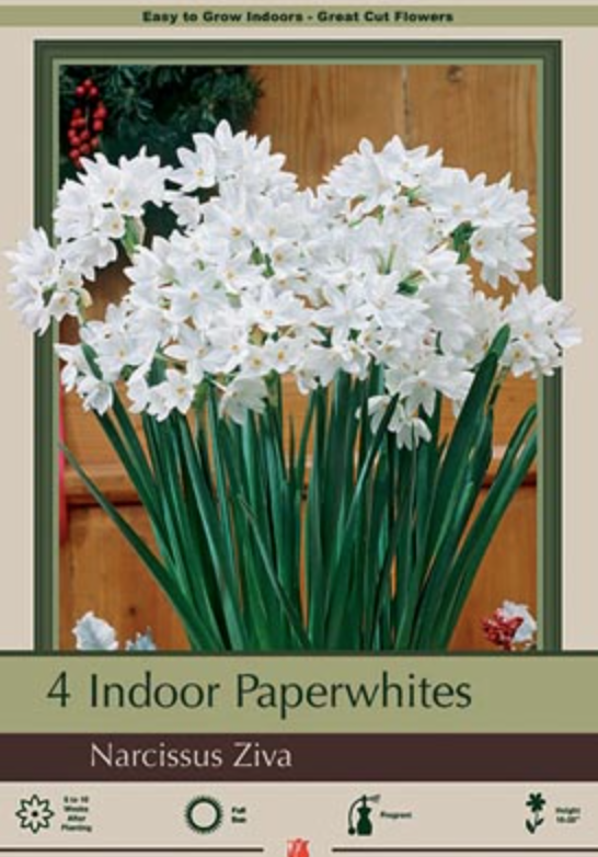 NBC Narcissus Paperwhite Ziva Jumbo – Store – The Plant Foundry