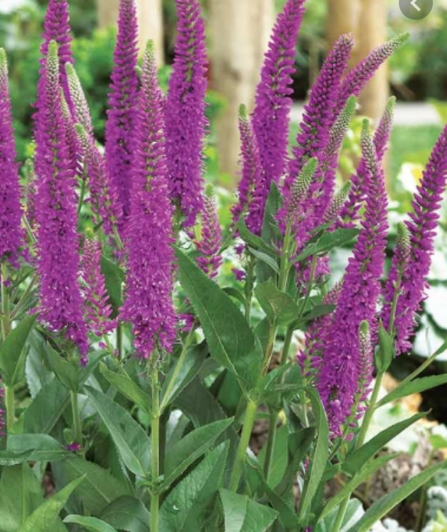 HN 1Gal Veronica longifolia ‘First Match’ – Store – The Plant Foundry