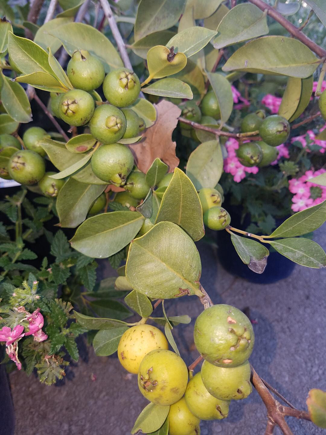 MBN 5Gal Psidium cattleianum Yellow (Lemon Guava) – Store – The Plant ...