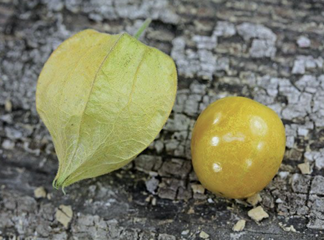 Baker Creek Ground Cherry (Strawberry Husk Tomato) – Store – The Plant ...