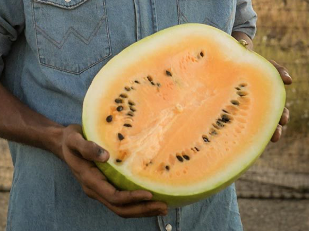 Baker Creek Watermelon Desert King – Store – The Plant Foundry