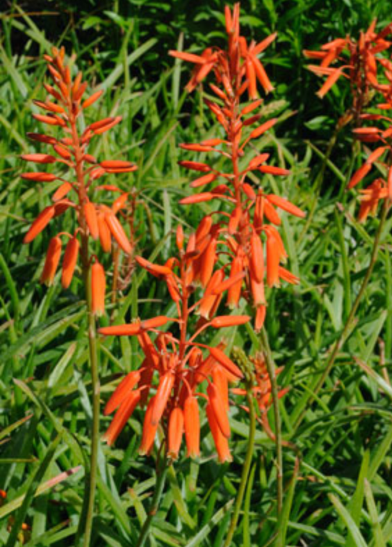 Suncrest 1Gal Aloe ‘Johnson’s Hybrid’ – Store – The Plant Foundry