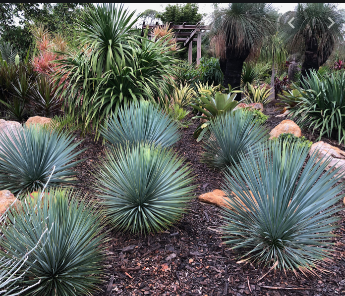 HN 5Gal Yucca r. ‘Sapphire Skies’ – Store – The Plant Foundry