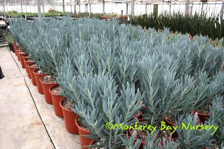 MBN 1Gal Senecio ficoides ‘Skyscraper’ – Store – The Plant Foundry