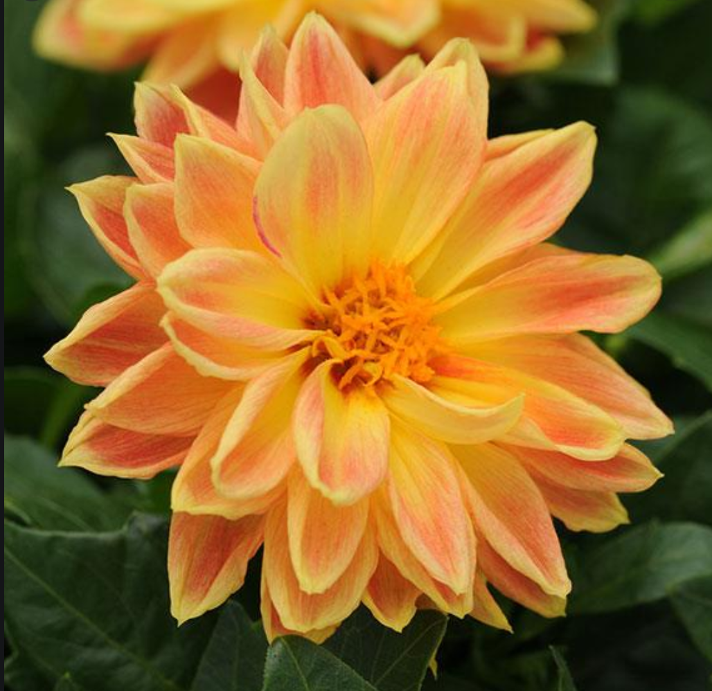 MBN QT Dahlia ‘Dahlietta’ Coby’ – Store – The Plant Foundry