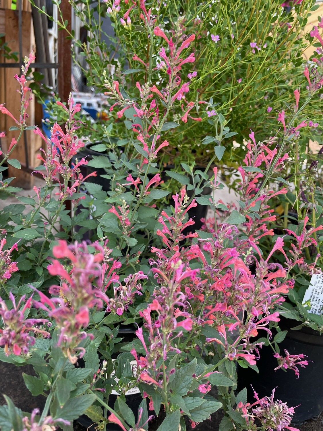 Store – The Plant Foundry