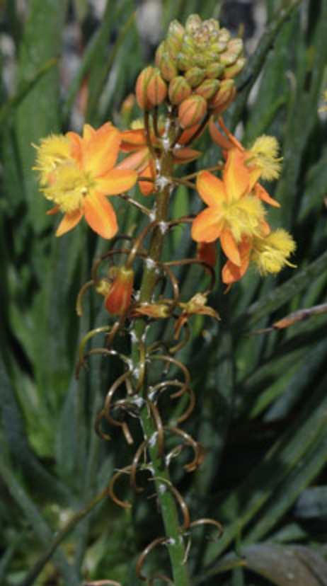 Suncrest 1Gal Bulbine frutescens ‘Hallmark’ – Store – The Plant Foundry