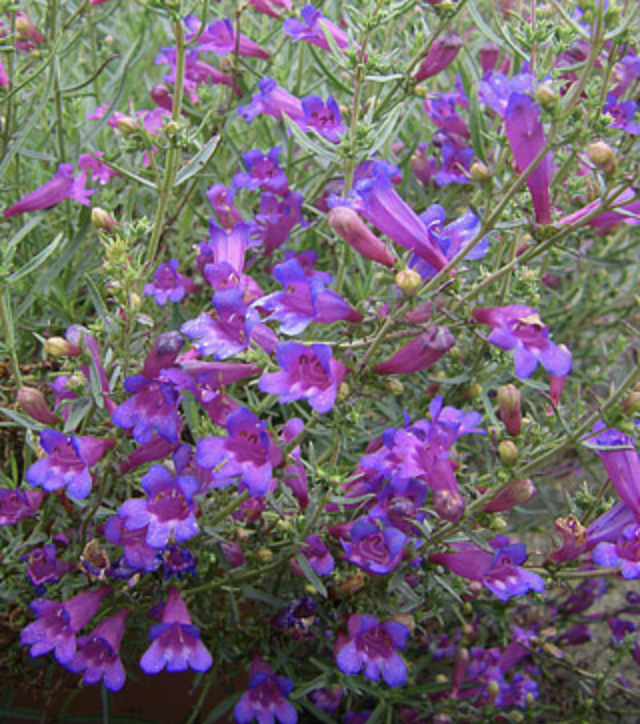Griggs 1Gal Penstemon heterophyllus ‘Margarita BOP’ 19887 – Store – The ...