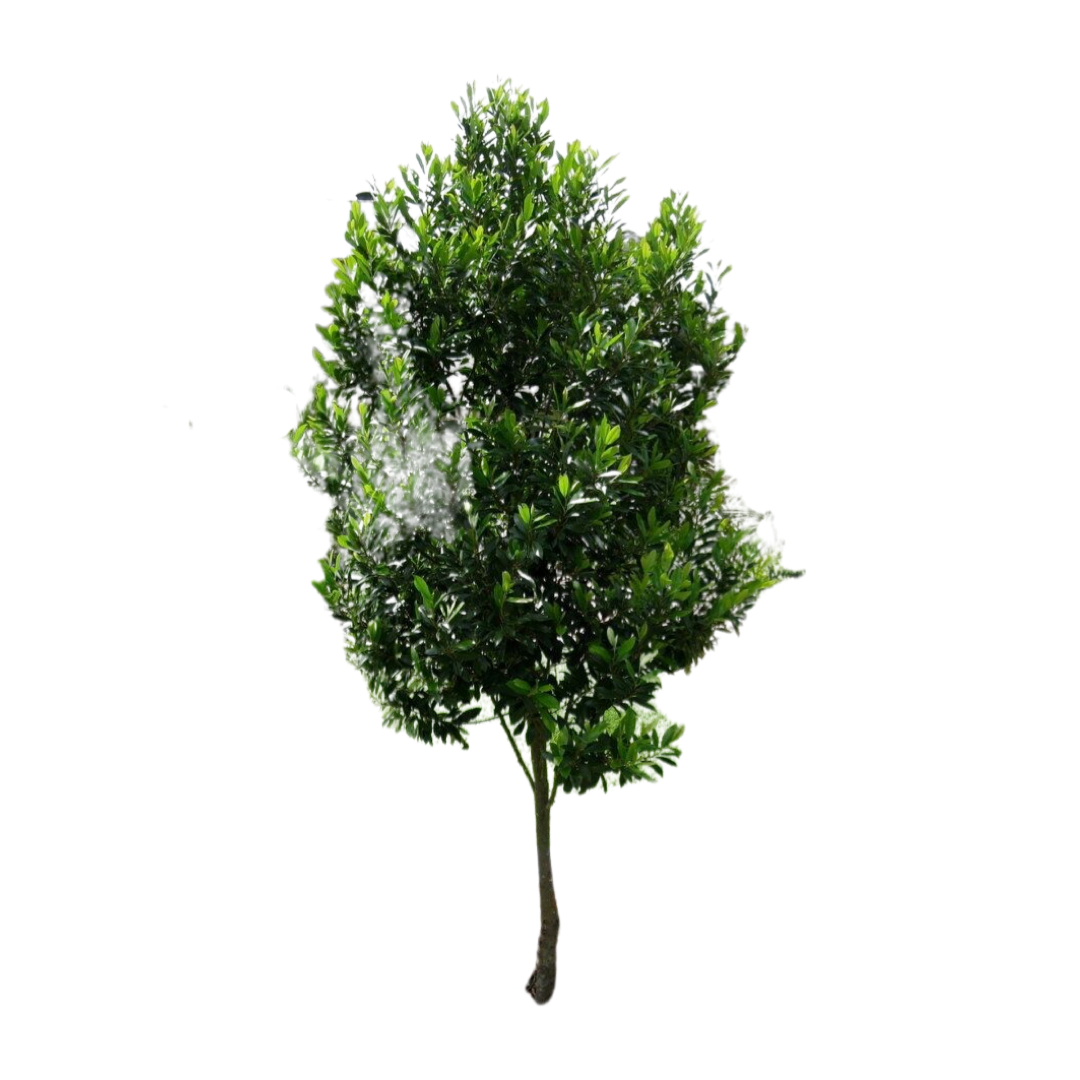 TREES – Store – The Plant Foundry