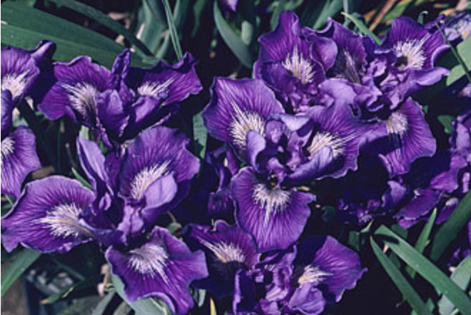 Griggs 1Gal Iris pacifica (Pacific Coast) Hybrids 6864 – Store – The ...