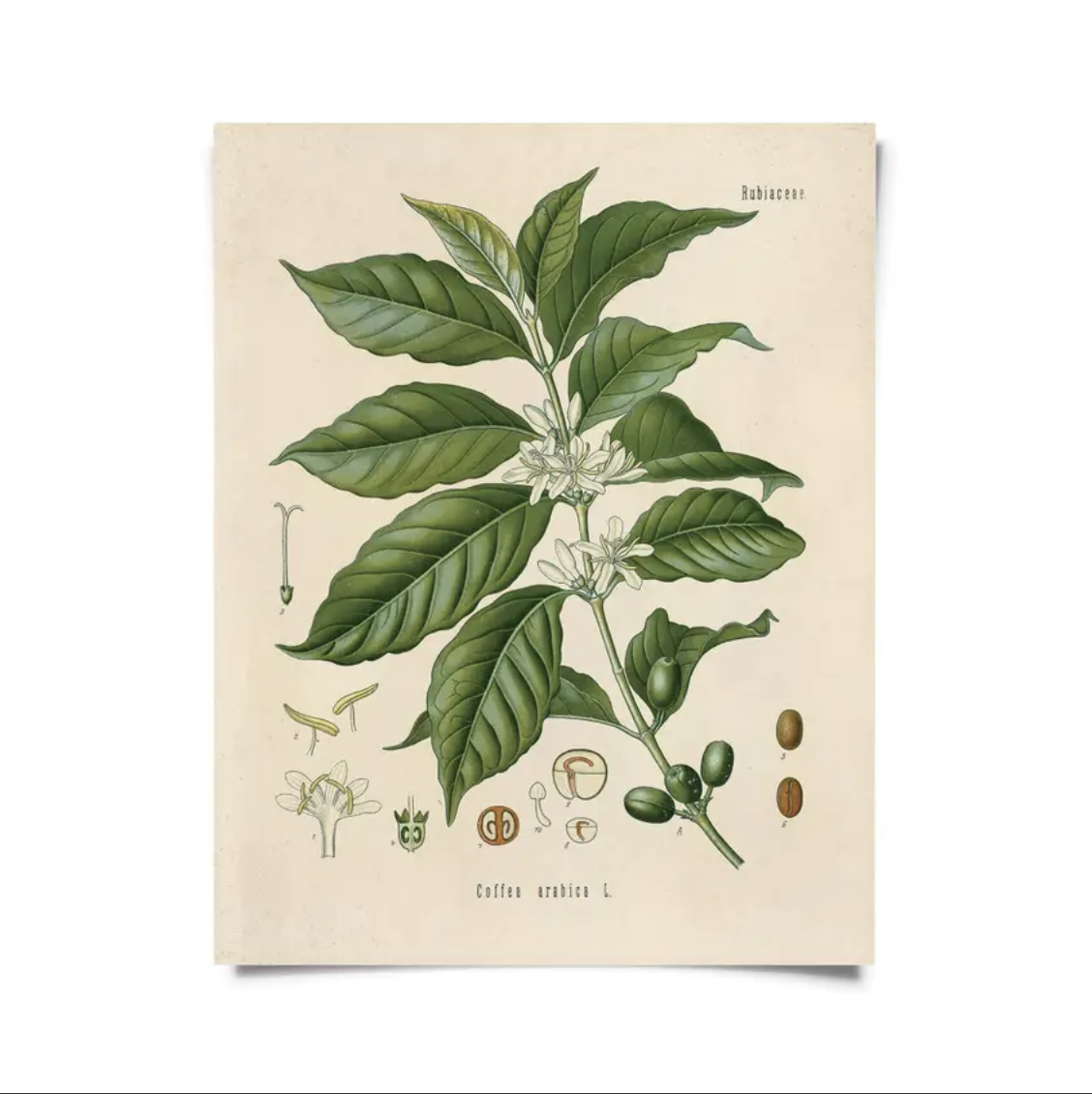 CP Vintage Botanical Coffee Plant Print B012 – Store – The Plant Foundry