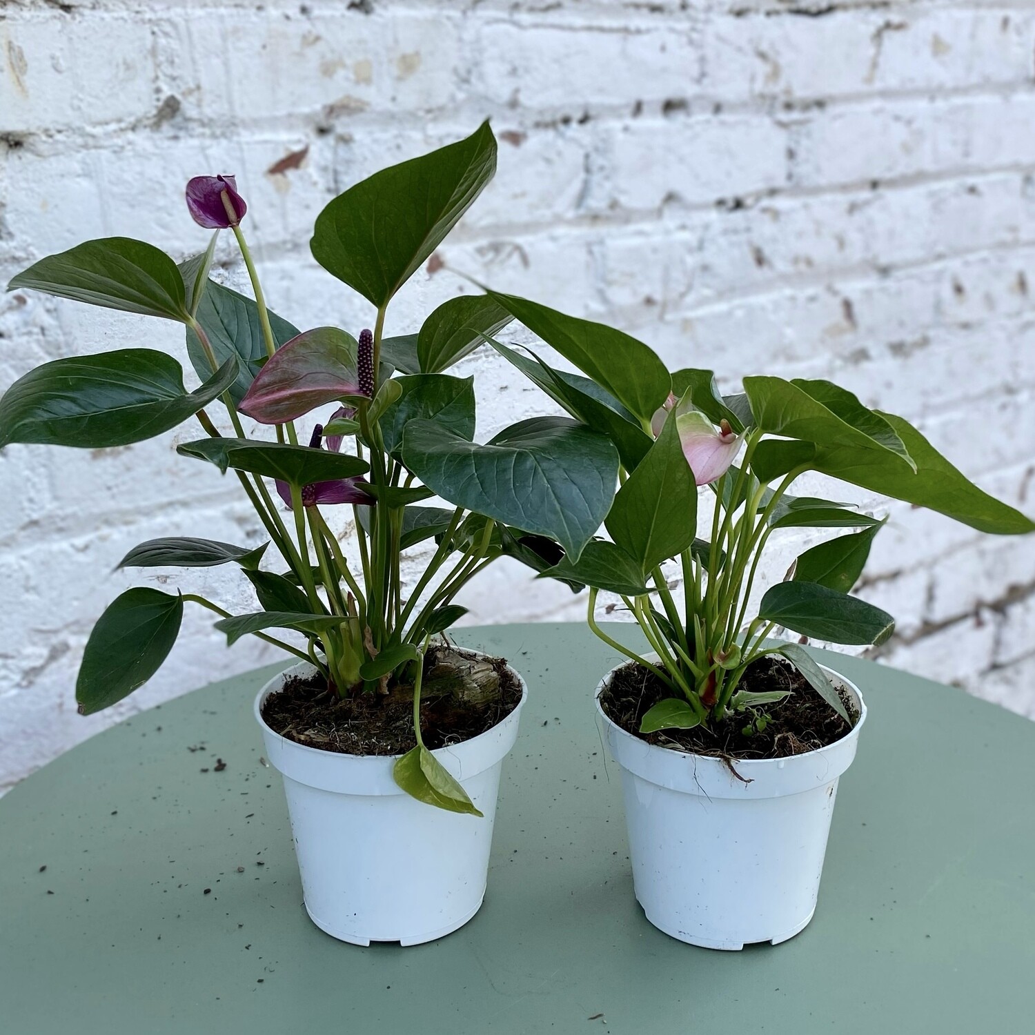 CCO 4″ Anthurium Andraeanum – Store – The Plant Foundry