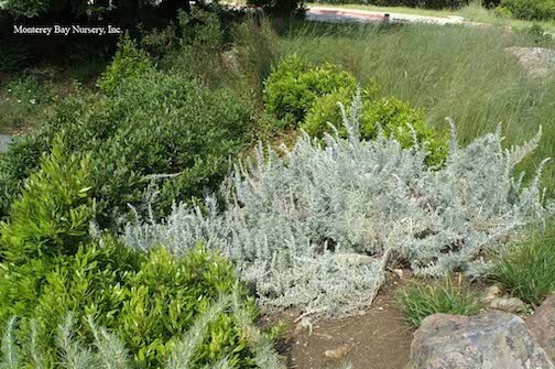 MBN 1Gal Artemisia pycnocephala ‘David’s Choice’ – Store – The Plant ...
