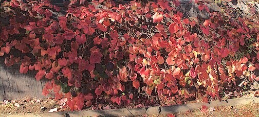 HN 5Gal Grape ‘Roger’s Red’ – Store – The Plant Foundry