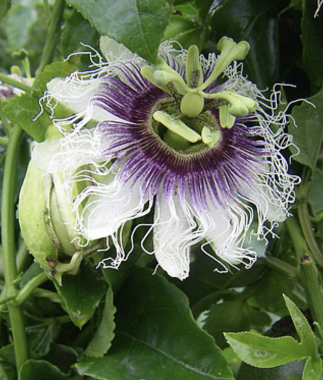 Suncrest 1Gal Eco Passiflora edulis ‘Frederick’ – Store – The Plant Foundry
