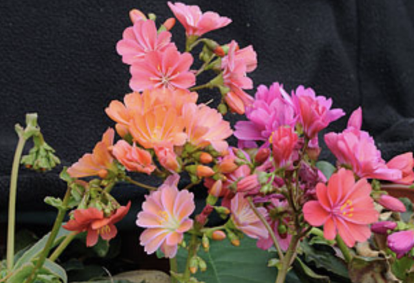 Suncrest 1Gal Lewisia ‘Rainbow’ – Store – The Plant Foundry