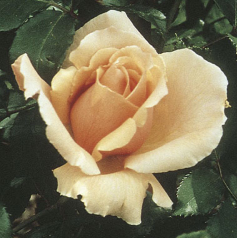 Weeks Roses Just Joey – Store – The Plant Foundry