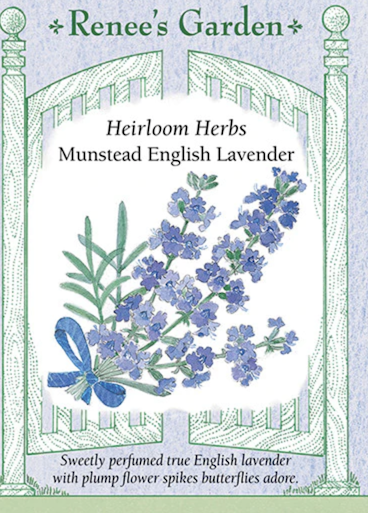 Renee’s Lavender Munstead English 5026 – Store – The Plant Foundry