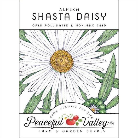 PV Alaska Shasta Daisy Org SWF441 – Store – The Plant Foundry