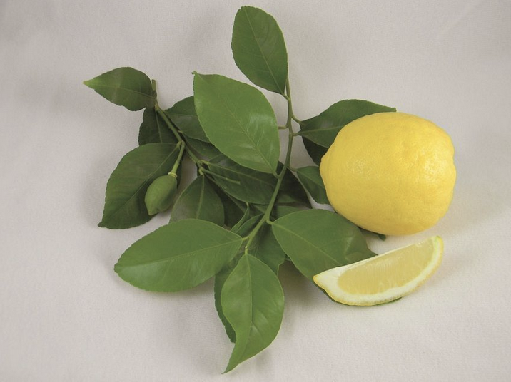 FW 5Gal Lemon Semi Dwarf Santa Teresa Feminello – Store – The Plant Foundry