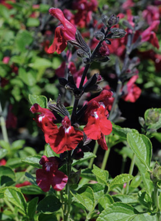 Suncrest 1gal Salvia ‘bright Eyes Pp 22491 Store The Plant Foundry