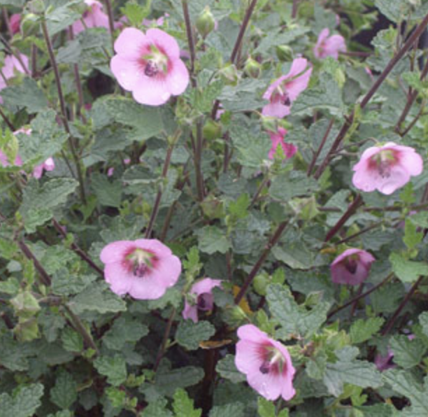 Griggs 5Gal Anisodontea x hypomandarum ‘Tara’s Pink’ – Store – The ...