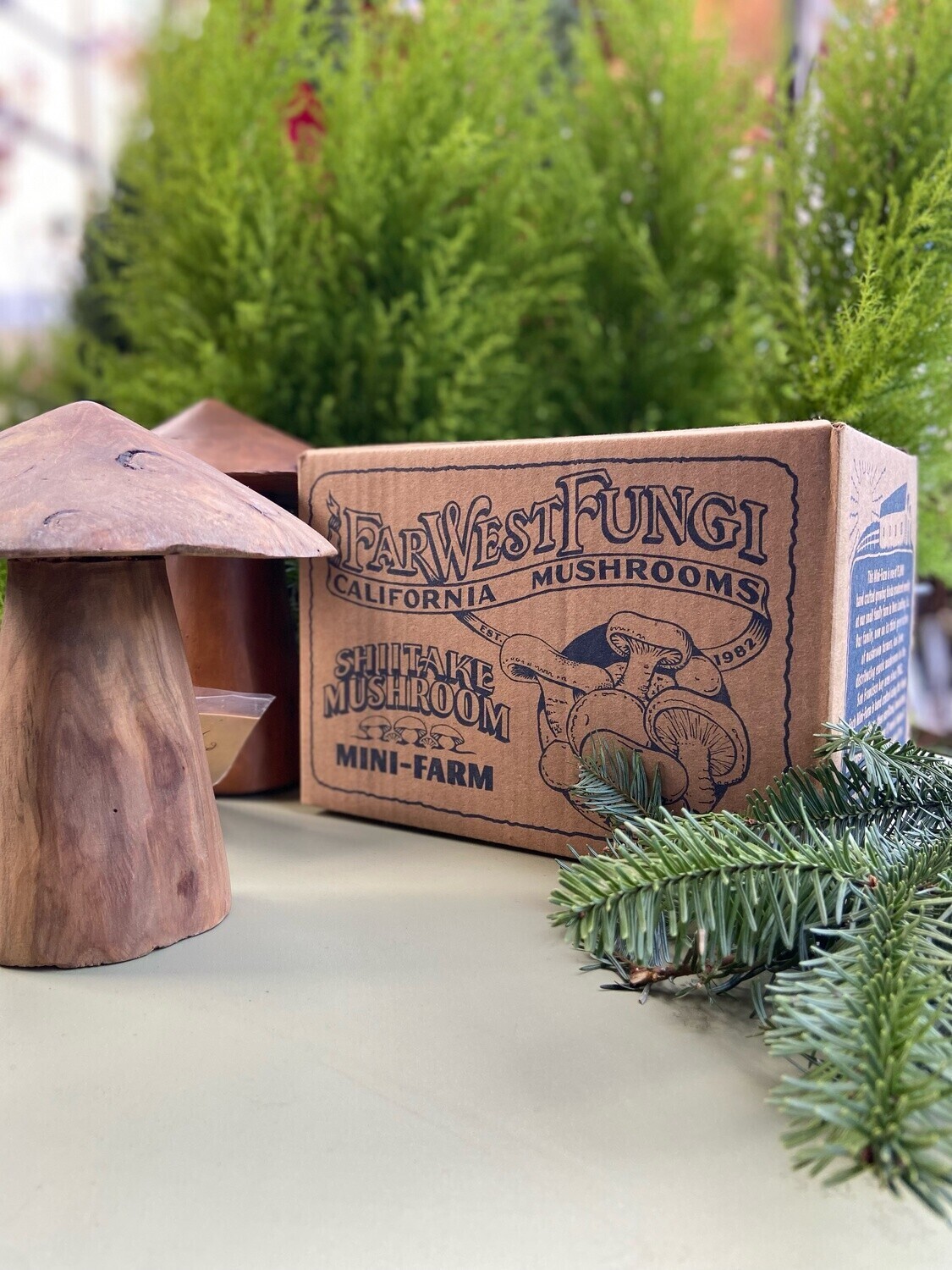 MUSHROOM KITS – Store – The Plant Foundry