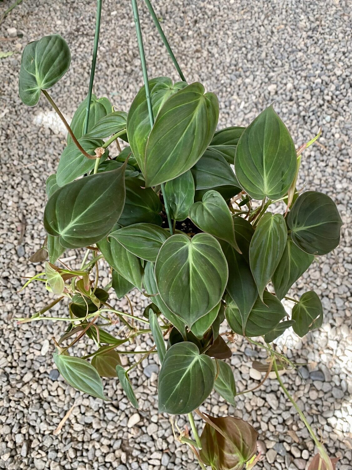 CG 6″ Philodendron Micans 33125 – Store – The Plant Foundry